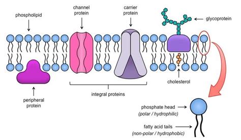 Draw Labelled Diagram Fluid Mosaic Model Plasma Membrane The