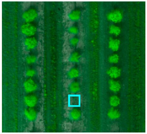Remote Sensing Free Full Text Uav Based High Throughput Phenotyping In Citrus Utilizing