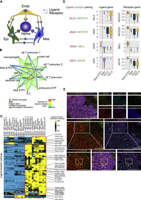 Single Cell Rna Sequencing Resolves Spatiotemporal Development Of Pre Thymic Lymphoid