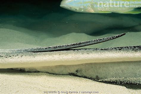 All About Stingrays Notes From Csulb Shark Lab