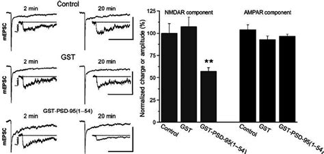 Administering Psd 95 1 54 Peptide Reduces Nmdar Mediated Synaptic Download Scientific Diagram