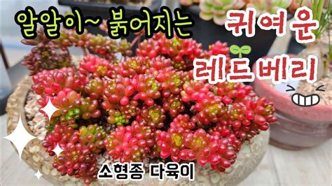 웃자라도 예쁜 다육이 햇볕을 받으면 영롱한 빛까지 냅니다 ㅣ다육이 키우기ㅣ신쌤의다다육선多肉植物 Succulent たにくしょくぶつ Youtube
