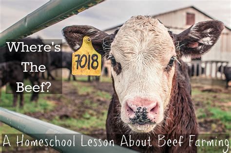 This Farm Family S Life The Difference Between Beef And Dairy Cattle