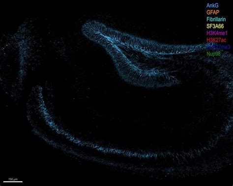 Revolutionary Technique Employs Dna Barcodes For Enhanced Rna And Protein