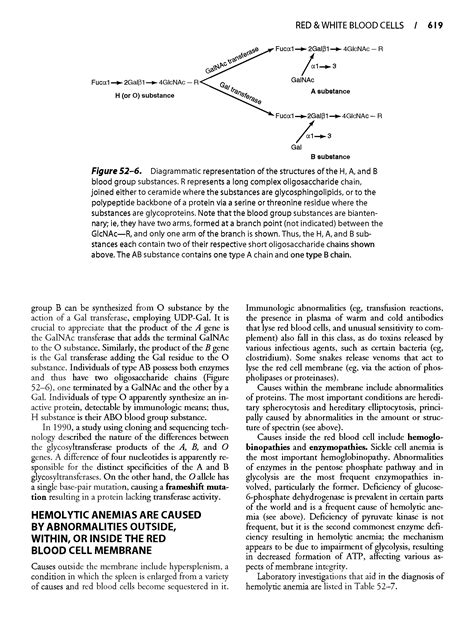 Structure Polypeptide Backbone Big Chemical Encyclopedia