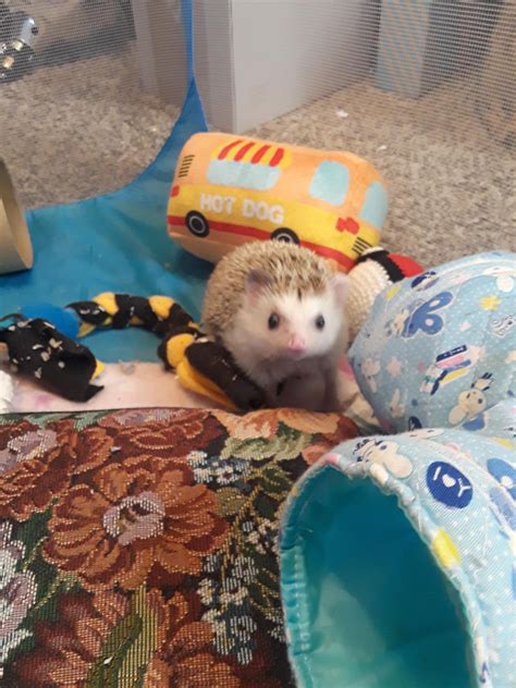 Diglet Looks Guilty Roast Him R Hedgehog