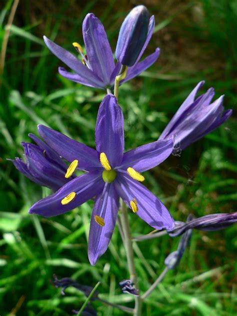 Файл:Camassia quamash 07017.JPG — Вікіпедія | Plantes indigènes ...