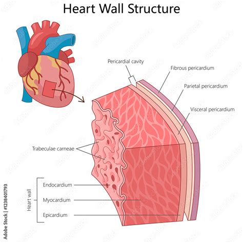 Heart Wall Showing Layers Including Endocardium Myocardium Epicardium And The Pericardial