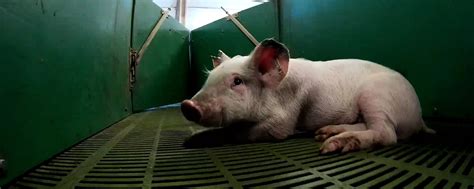 Protect Pigs From Cruelty On Factory Farms | Animal Equality UK