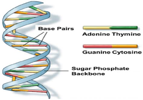 Diagram Dna Diagram Sugar Phosphate Mydiagram Online