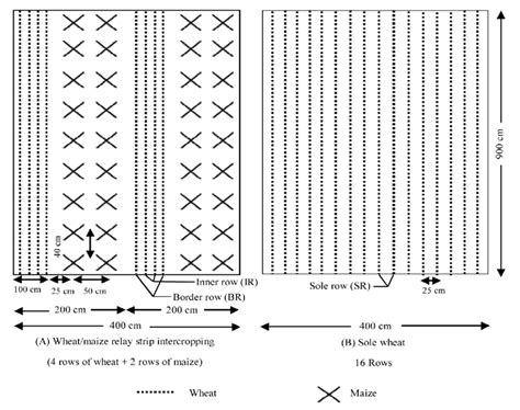 Diagram Showing The Arrangement Of Wheat Intercropped With Maize A Download Scientific