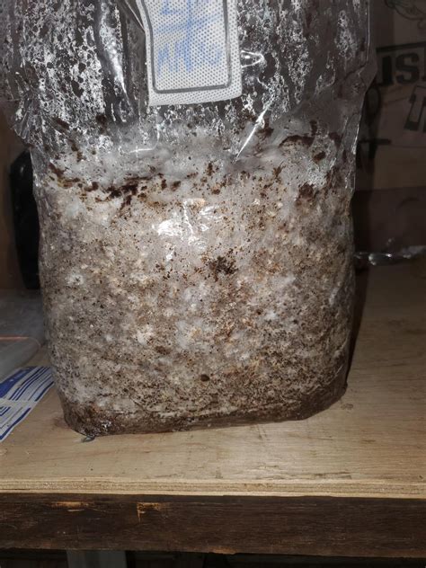 [gourmet] Is This Bacterial Contamination Trichoderma Or Excess Water R Mushroomgrowers
