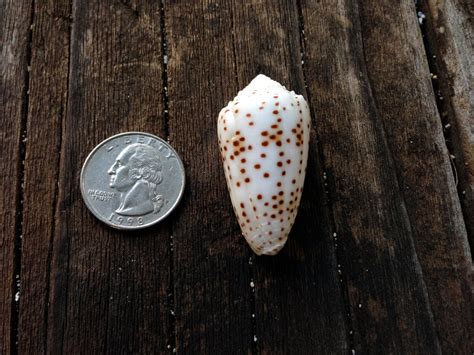 Hawaiian Flea Cone Shell