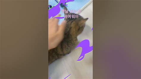 평생 보고 싶은 고양이 Youtube