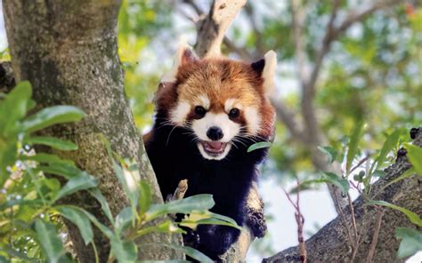今月のどうぶつ：レッサーパンダ