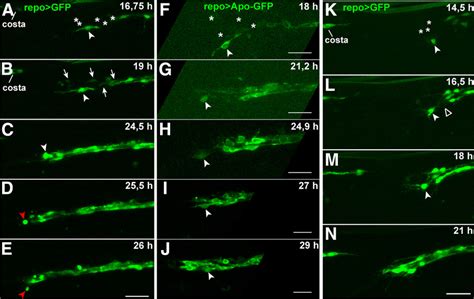 single cell behavior upon isolation the first cell is isolated by