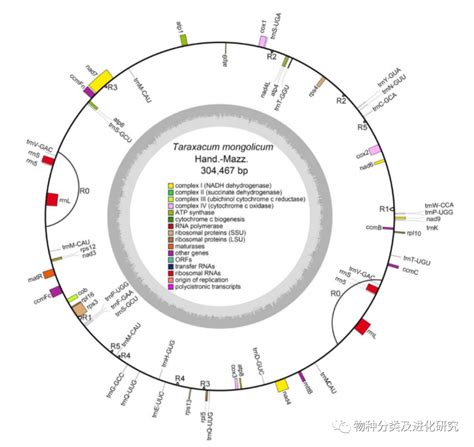 植物线粒体基因组 对蒲公英线粒体全基因组的表征揭示了五种重复介导的重组 知乎