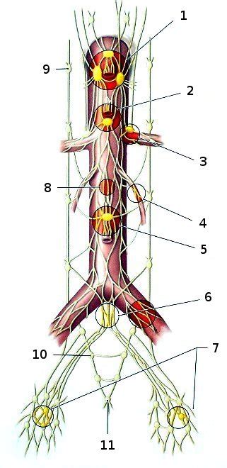 Plexus Aorticus Abdominalis
