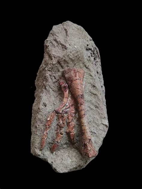 Red Dinosaur Bones Rare Fossil Skull Psittacosaurus 20 Cm 10