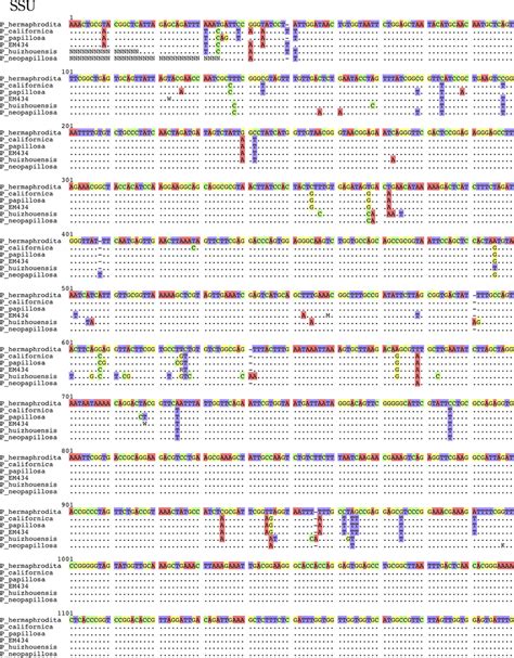 secondary structure based multiple sequence alignment of ribosomal dna