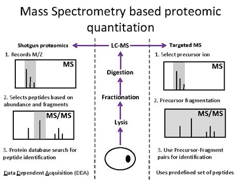 Protein Quantitation Ii Multiple Reaction Monitoring Kelly Ruggles