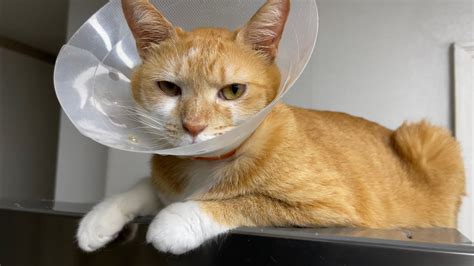 냉장고 위에서 아이컨택하는 누룽지 Youtube