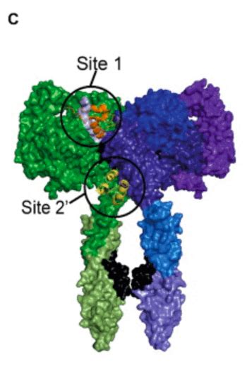 What Software Can Be Used To Make 3d Models Of Proteins Rbioinformatics