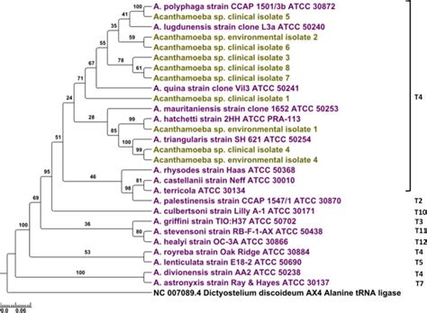 Core Gene Based Molecular Detection And Identification Of Acanthamoeba Species Pmc