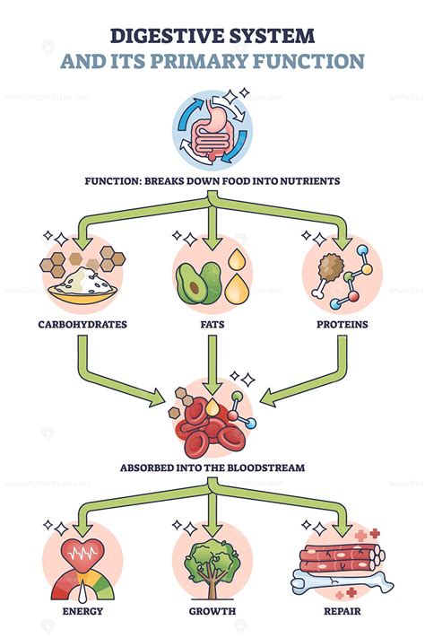 Digestive System Function