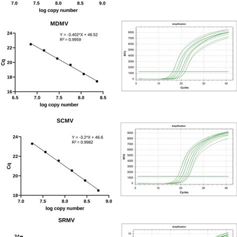 Standard Curves Pcr Amplification Plots Linear Regression Slopes And