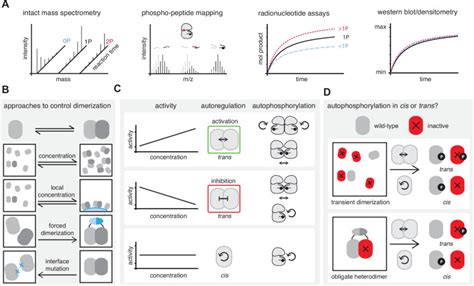 A Critical Evaluation Of Protein Kinase Regulation By Activation Loop