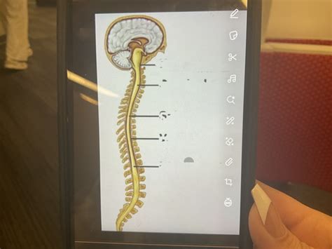 Lecture Exam 3 Flashcards Quizlet