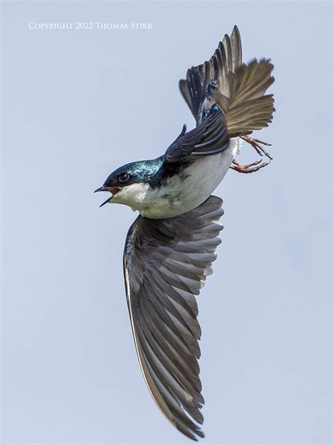 Working Around Rolling Shutter Small Sensor Photography By Thomas Stirr