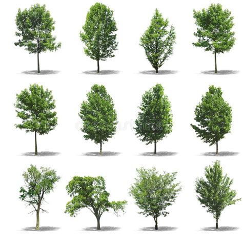 Collection Tree Stock Illustration Illustration Of Forest 20765065