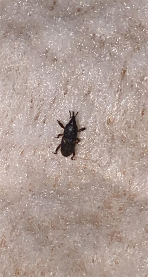 Hi Im Terrified Can You Please Tell Me Wtf This Is I Found 2 Of Them On The Bed And I Cant