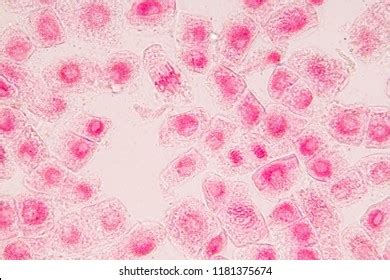 Mitosis Cell Root Tip Under Microscope Stock Photo Shutterstock