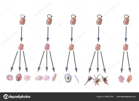 Adult Stem Cells Intermediate Progenitors Differentiated Precursors