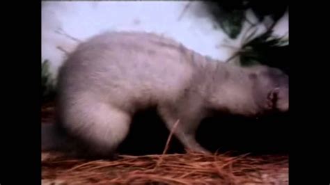 Weasel Mating Documentary YouTube