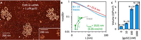 Afm Imaging Of Gp32 Ssdna Complex A Afm Image Of 7249 Nt Long