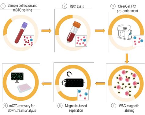 18 Integrated Workflow For Ctc Isolation And Downstream Analysis 1