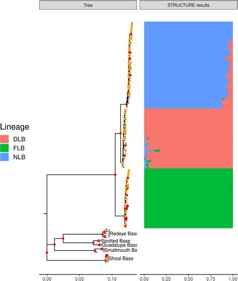 Maximum Likelihood Phylogeny Constructed Using 18538 Concatenated Gbs