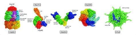 Structure Of Heat Shock Protein Families From Left To Right Hsp60 Download Scientific Diagram