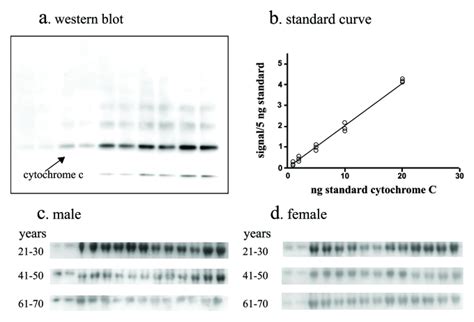 A Quantitative Western Blot Download Scientific Diagram
