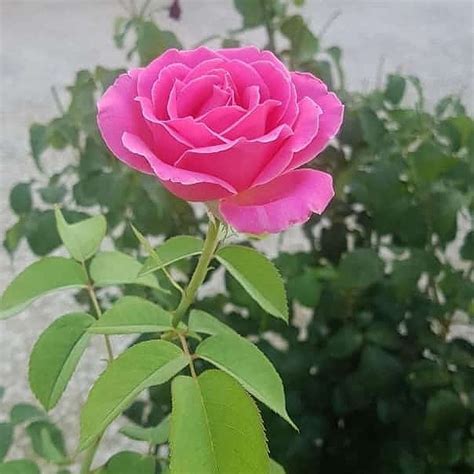 مصیب قایدی Youtube