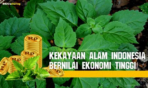 Mitra Tani Indonesia Sharing Tanam