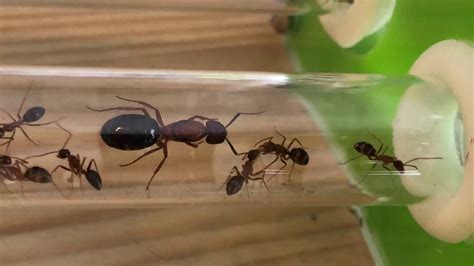 Présentation De Camponotus Floridanus Youtube