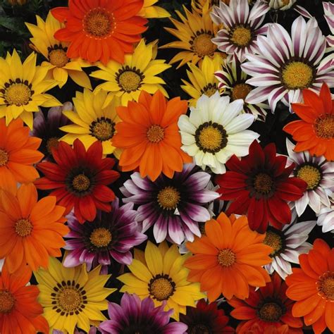 Gazania Seeds Uk Splendens New Day Mix F1 Hybrid Gazania Splendens Treasure Flower Half Hardy