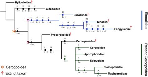 The Most Parsimonious Tree Inferred From Maximum Parsimony Analysis