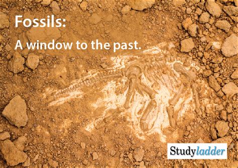 Fossils A Window To The Past 8 Slides Studyladder Interactive Learning Games