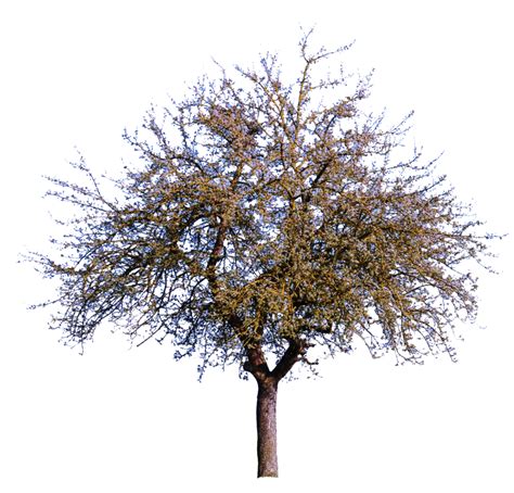 Tree Png Images Free Download Pngfre